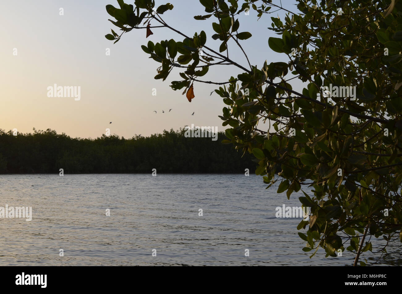 Mangrove forests in the Saloum river Delta area, Senegal, West Africa ...