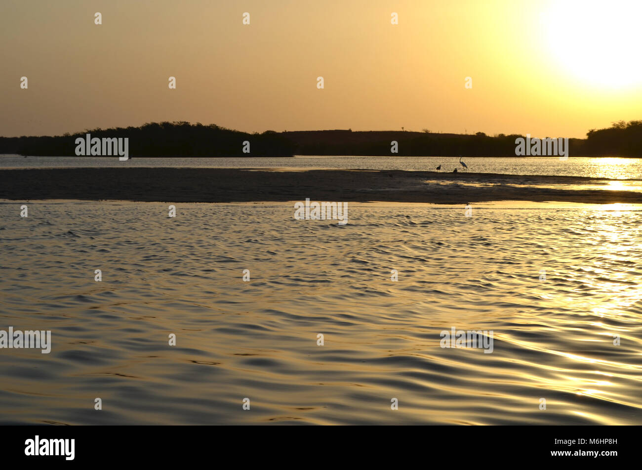 Mangrove forests in the Saloum river Delta area, Senegal, West Africa ...