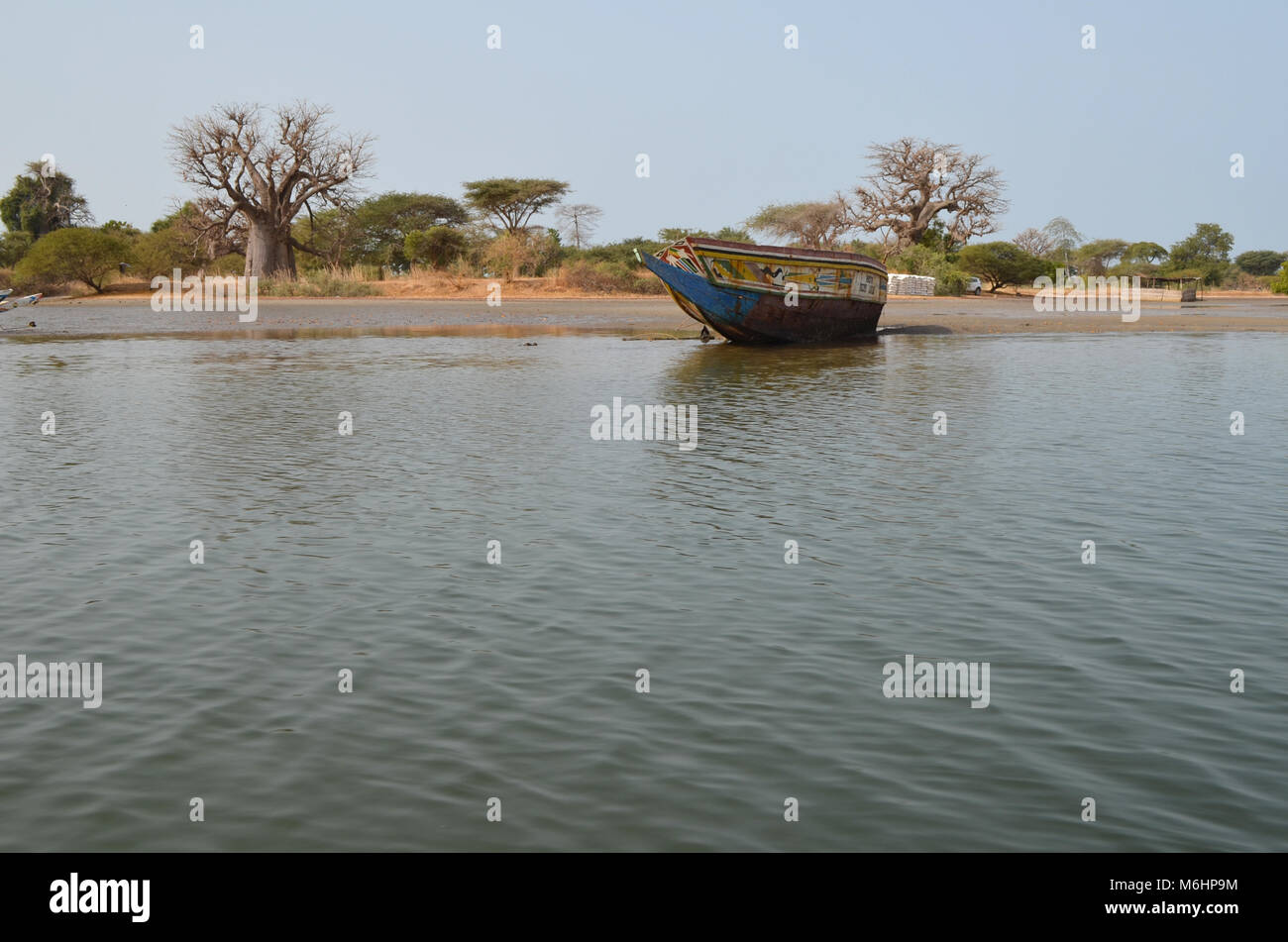 Mangrove forests in the Saloum river Delta area, Senegal, West Africa ...