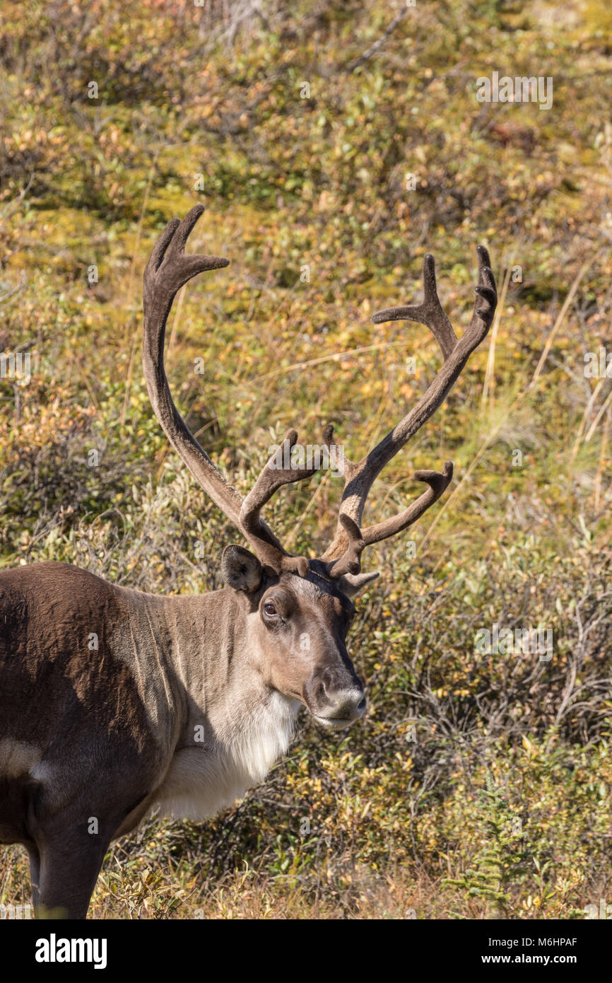Barren Ground Caribou Bull Stock Photo - Alamy