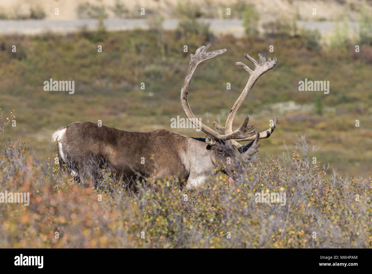 Barren Ground Caribou Bull Stock Photo - Alamy