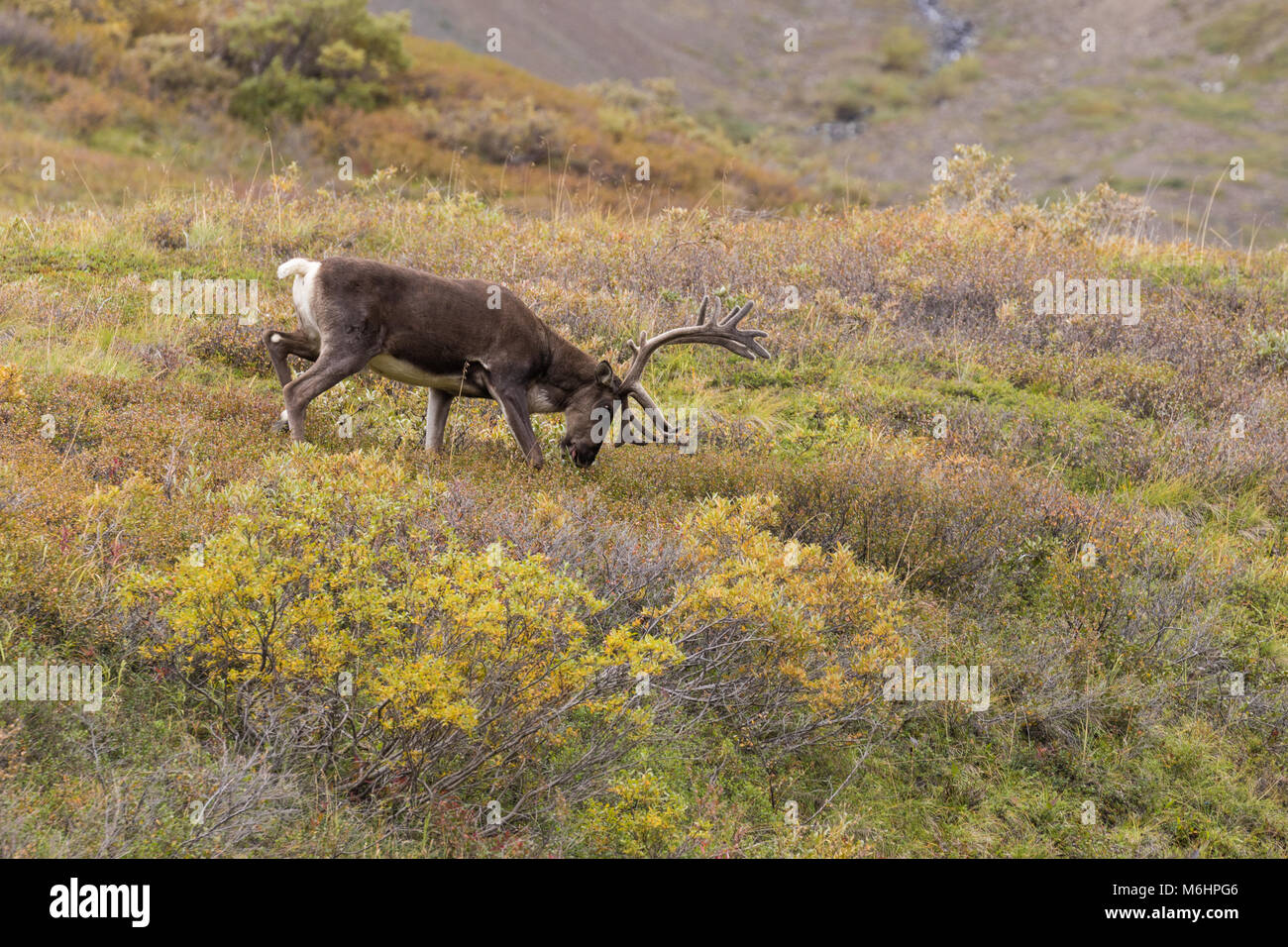 Barren Ground Caribou Bull Stock Photo - Alamy