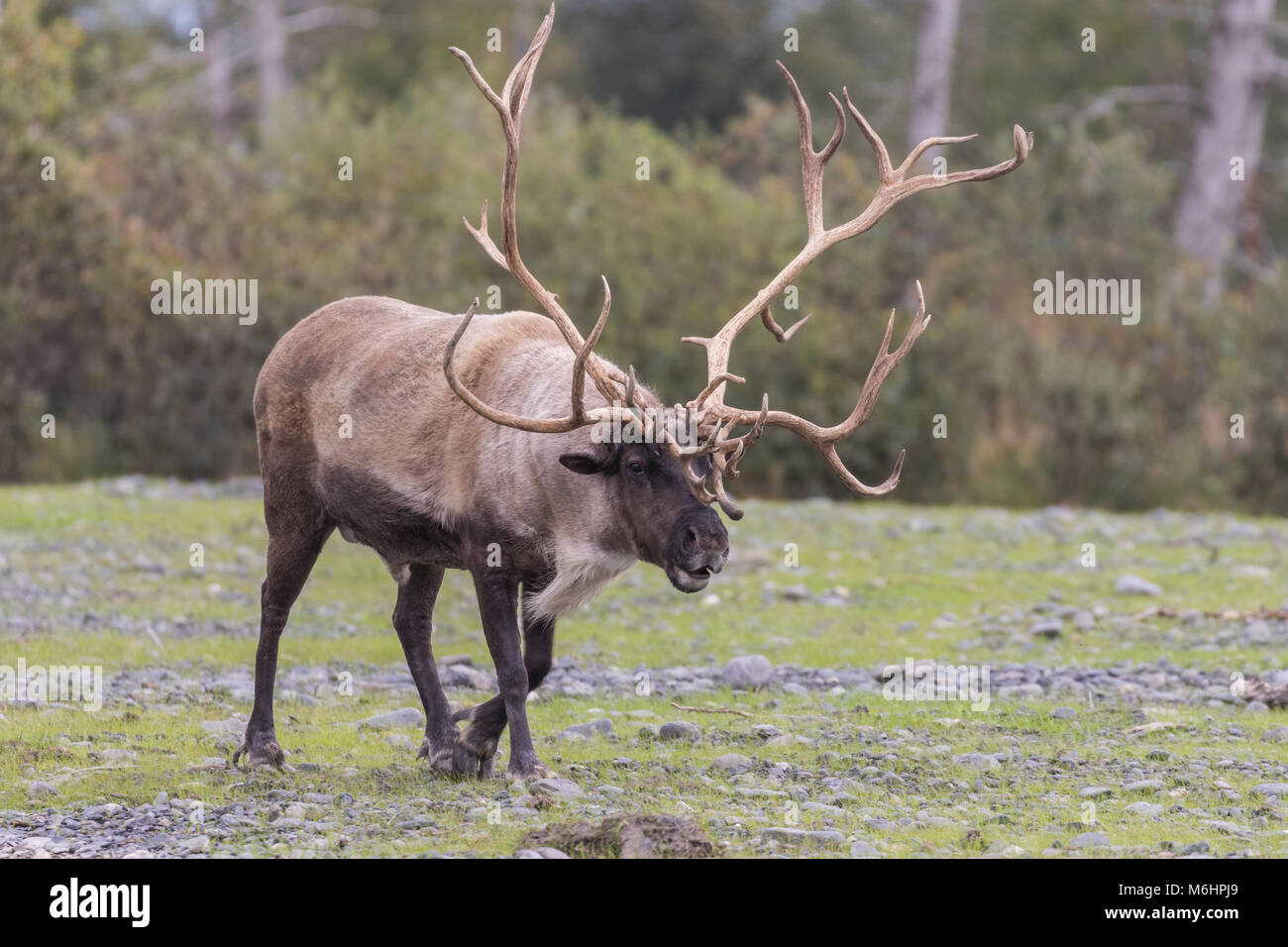 Barren ground caribou hi-res stock photography and images - Alamy