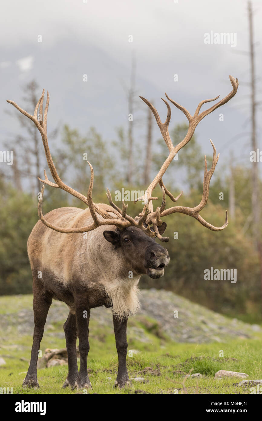 Barren Ground Caribou Bull Stock Photo - Alamy