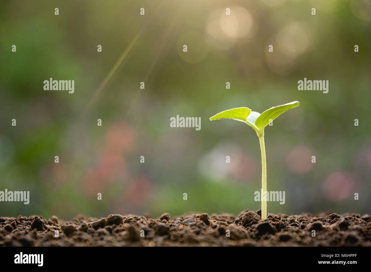 Green young plant growing in soil on nature background Stock Photo - Alamy