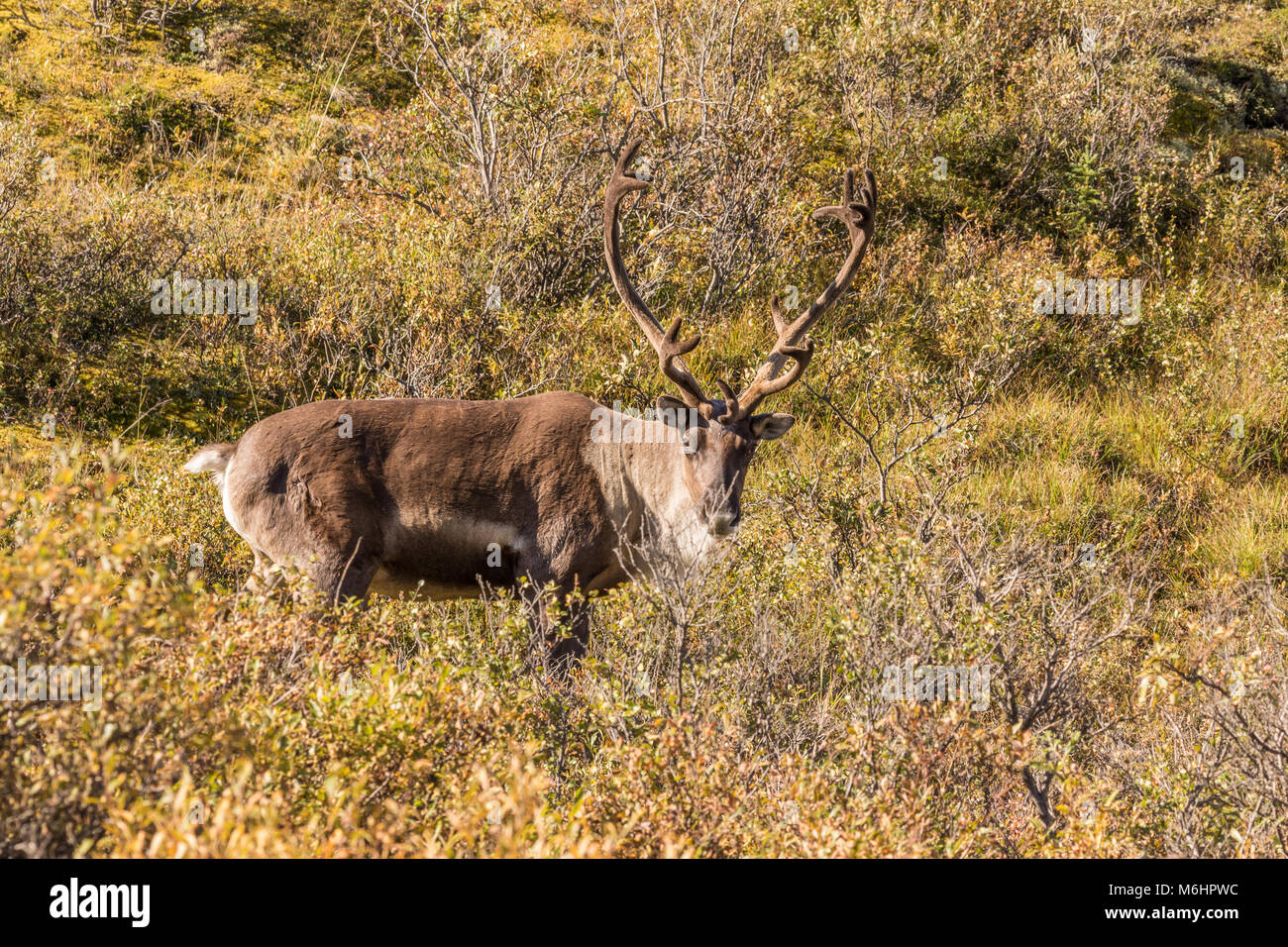 Barren Ground Caribou Bull Stock Photo - Alamy
