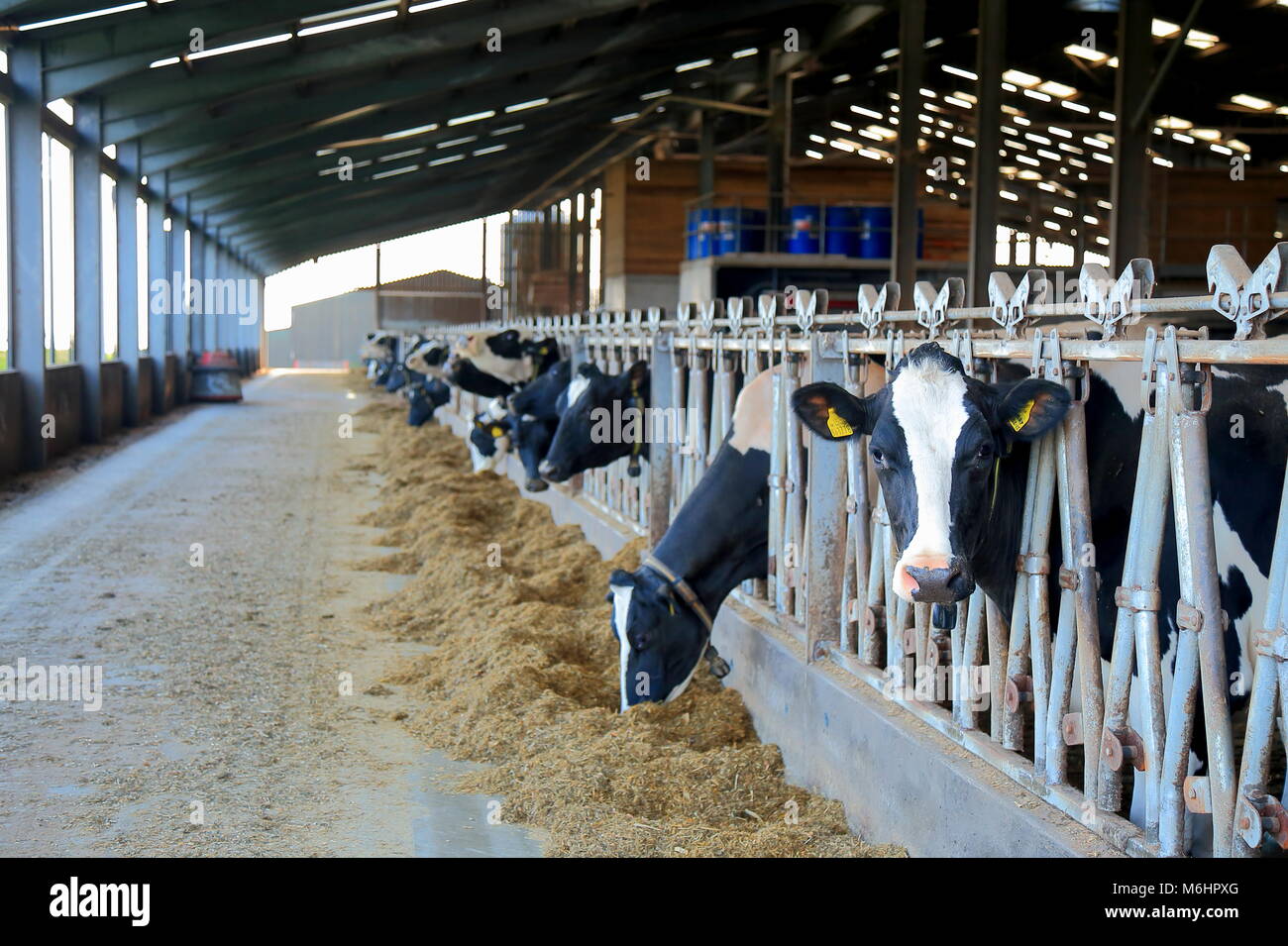Dairy farm england hi-res stock photography and images - Alamy