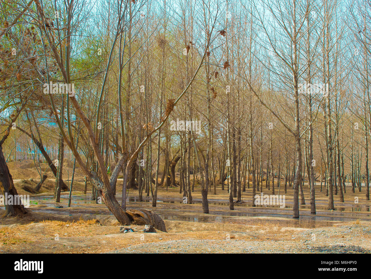 Planting big trees hi-res stock photography and images - Alamy