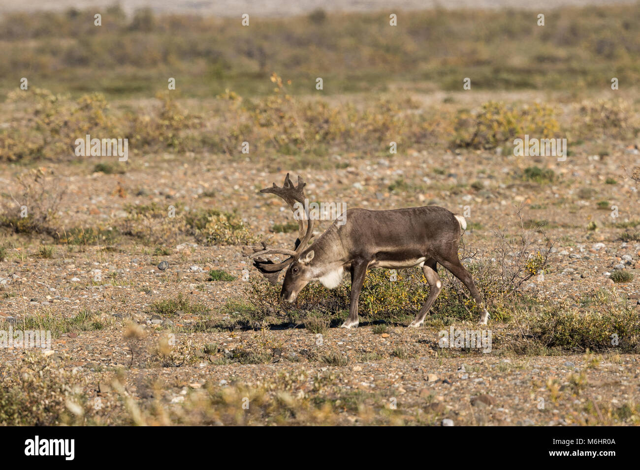 Barren Ground Caribou Bull Stock Photo - Alamy