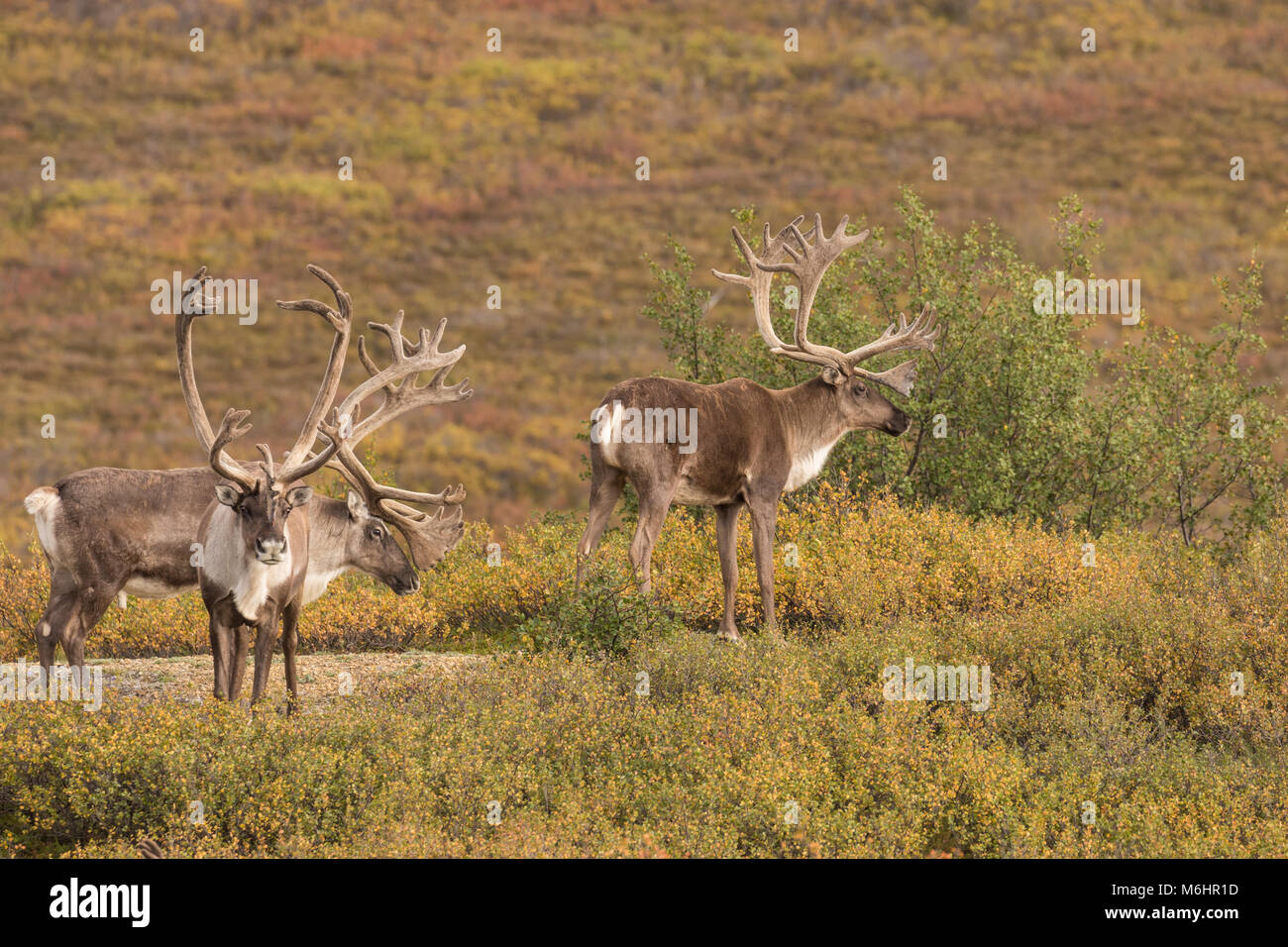 Barren Ground Caribou Bull Stock Photo - Alamy