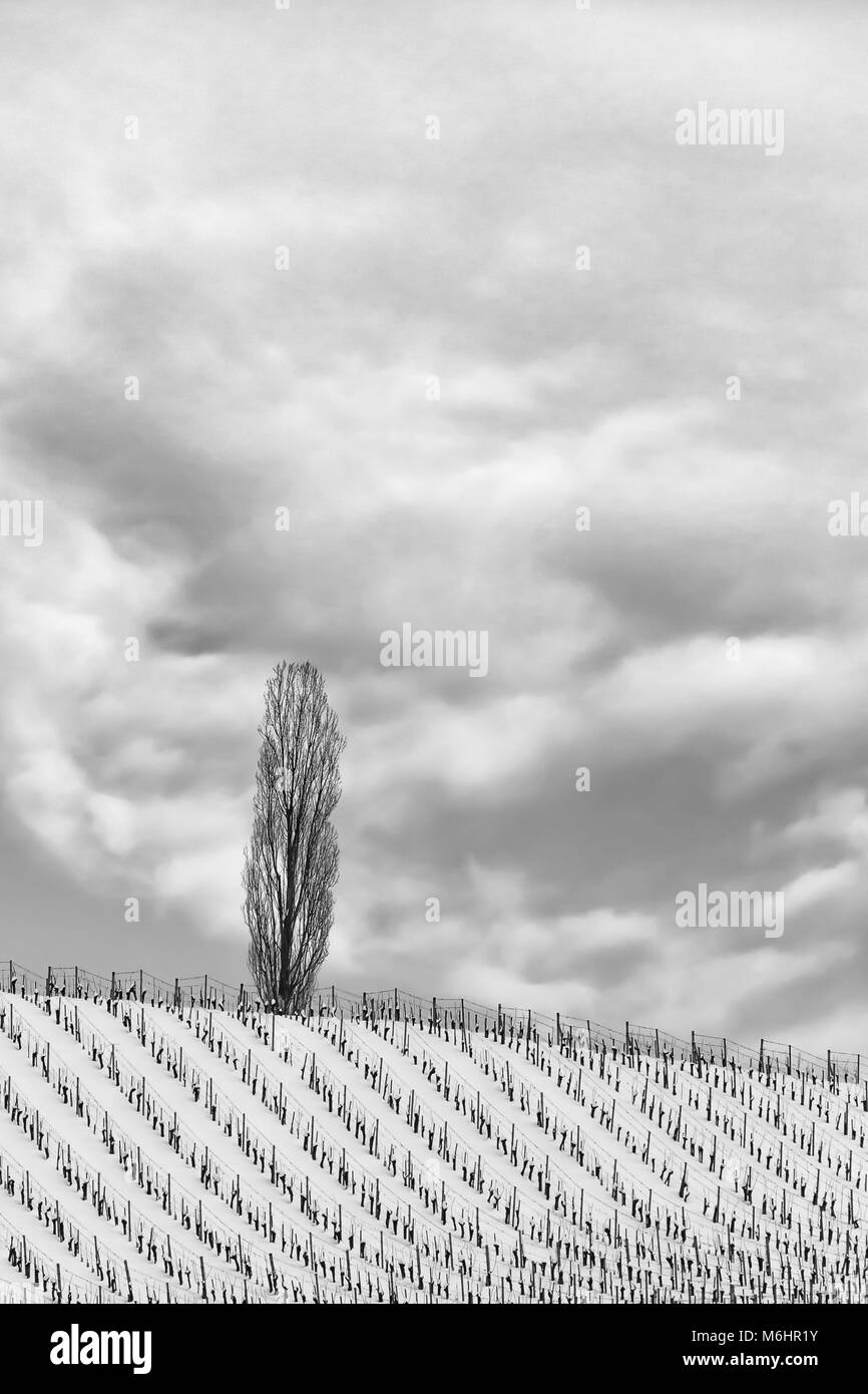 A single poplar tree standing on the ridge of a vineyard in southern ...