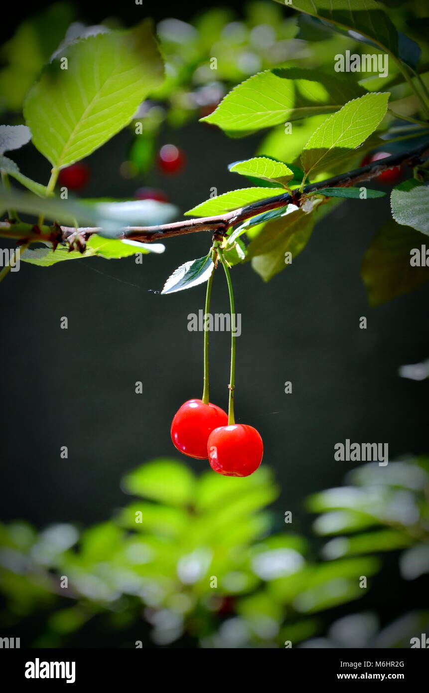 Two cherry on a tree Stock Photo - Alamy