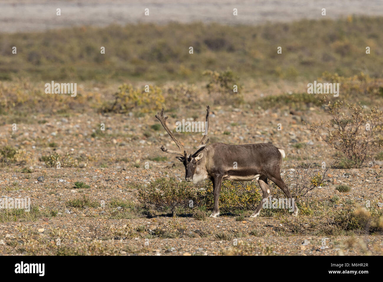 Barren Ground Caribou Bull Stock Photo - Alamy