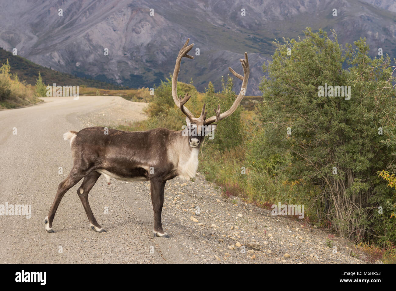 Barren Ground Caribou Bull Stock Photo - Alamy
