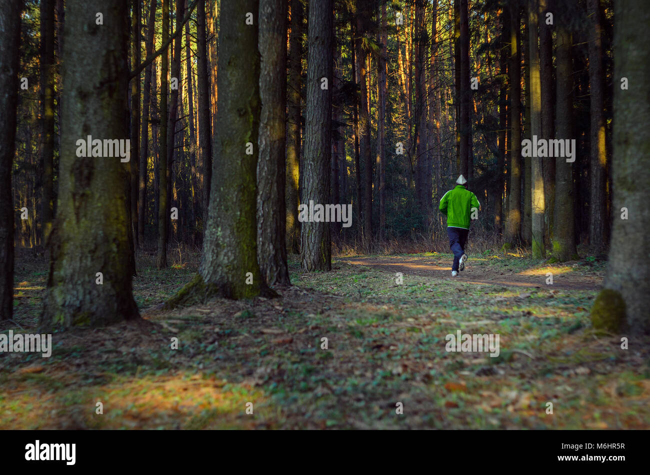 Man trail running in the forest. Morning jogging in the thicket of the ...
