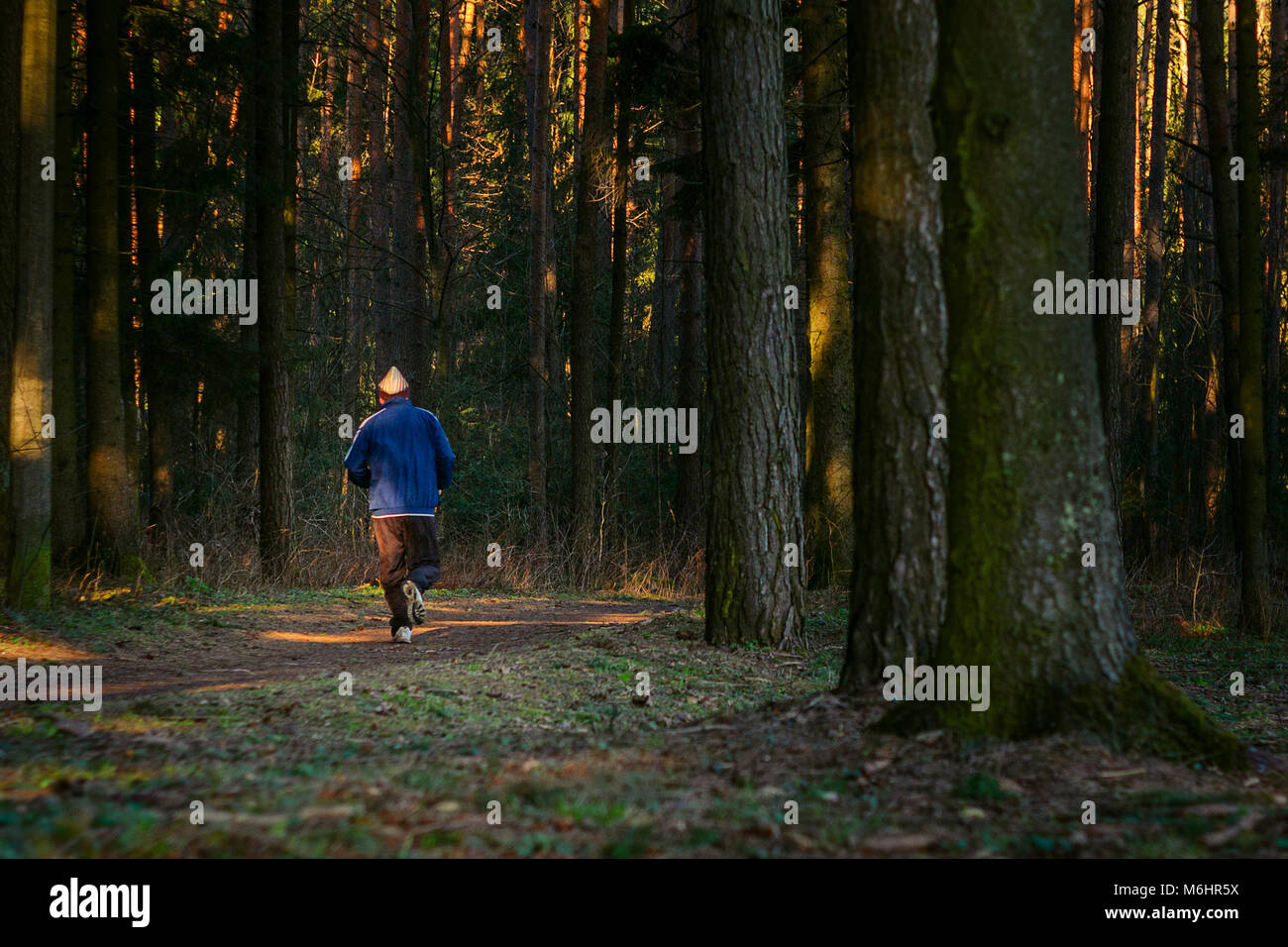 Man trail running in the forest. Morning jogging in the thicket of the ...