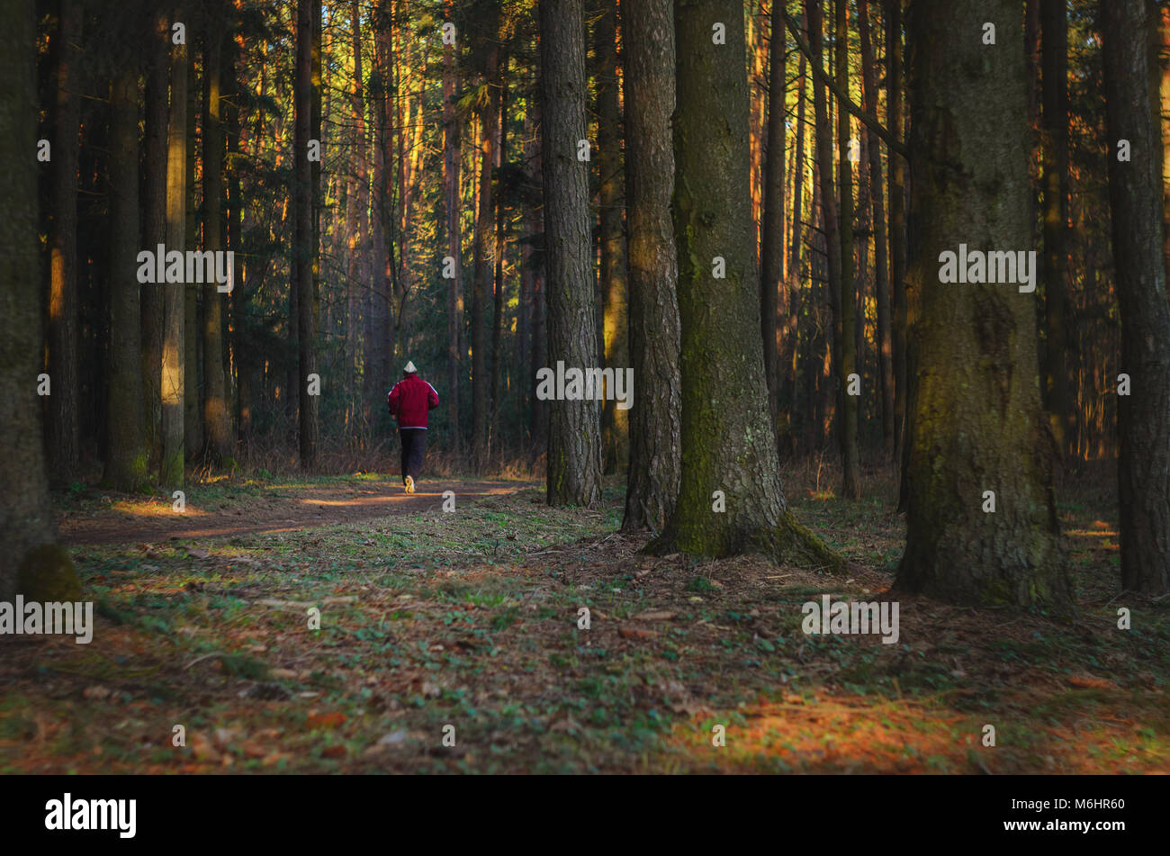 Man trail running in the forest. Morning jogging in the thicket of the ...