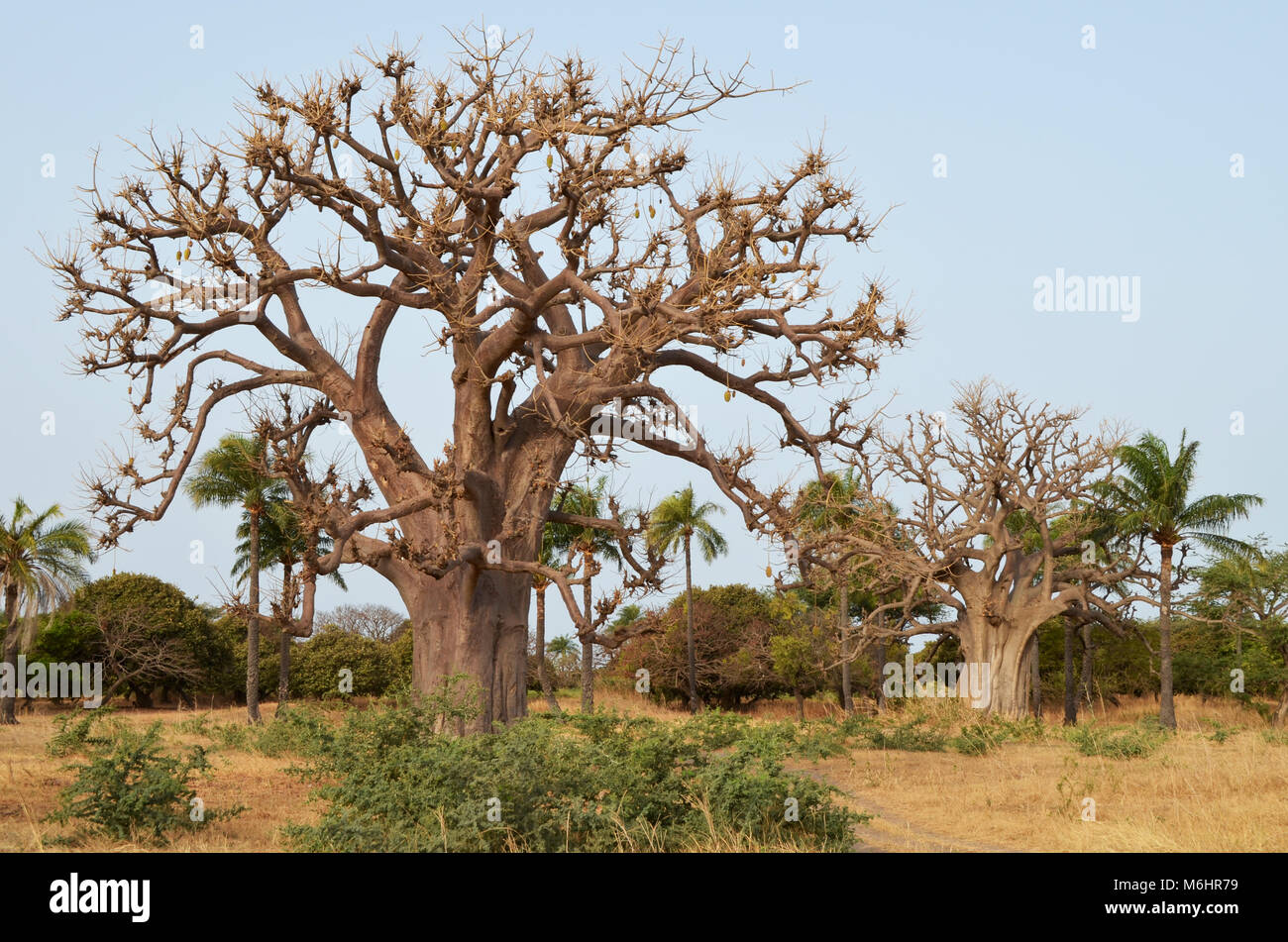 African baobabs in the North African savannah (Senegal, region of the ...