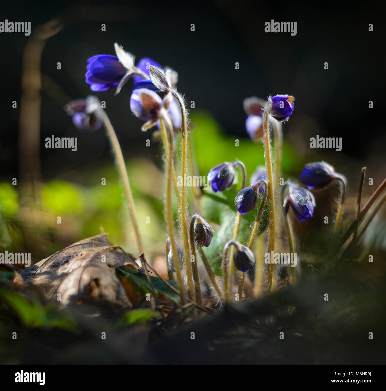 Hepatica Nobilis Flowers in a Natural Environment in the Forest in ...