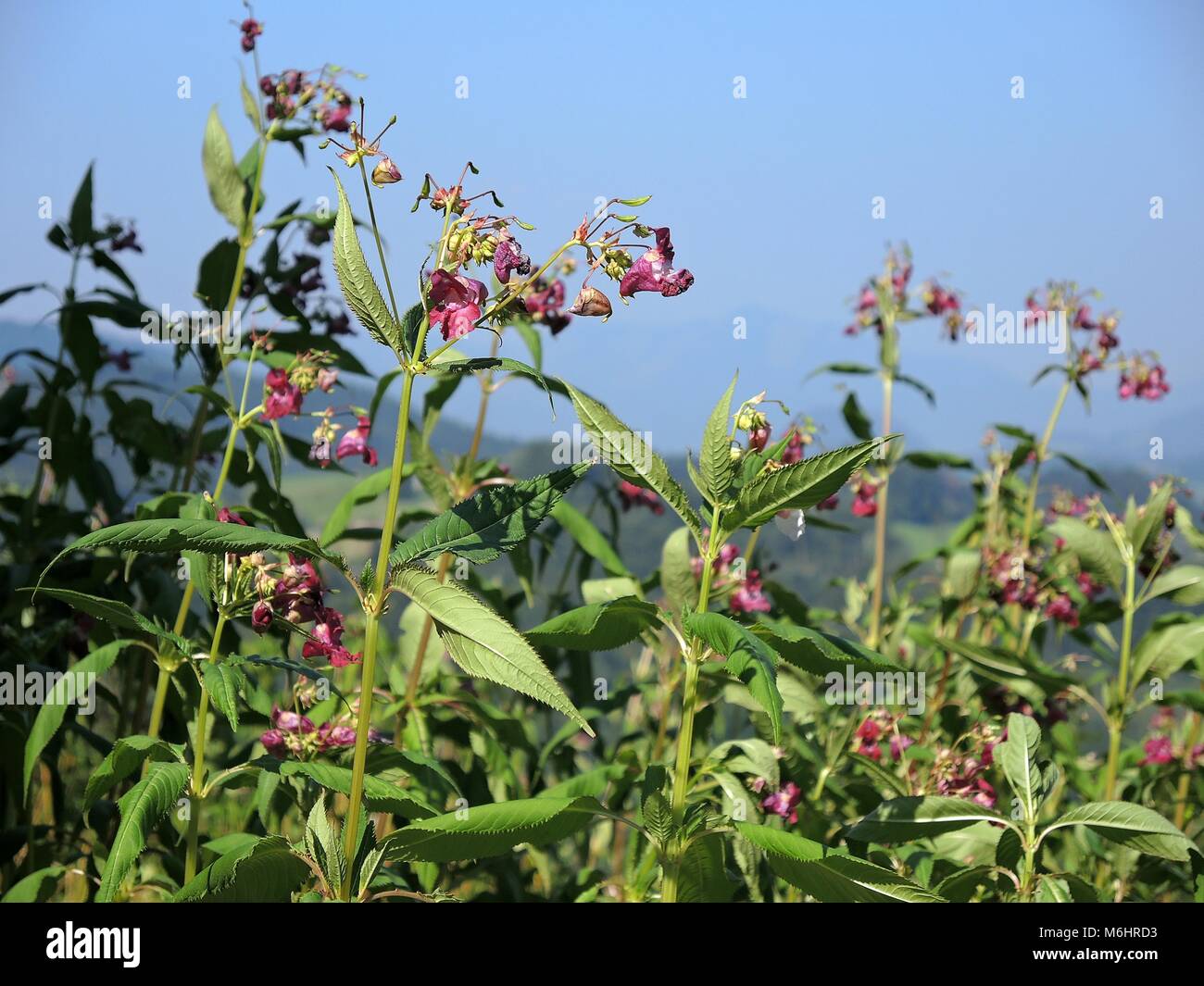 Indian touch me not hi-res stock photography and images - Alamy