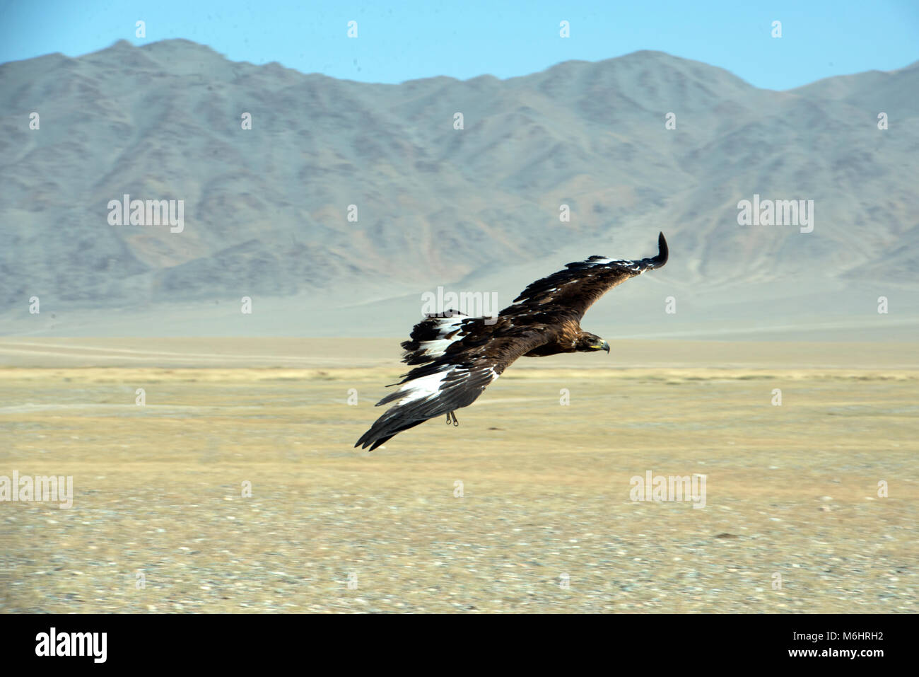 Golden eagle soaring hi-res stock photography and images - Alamy