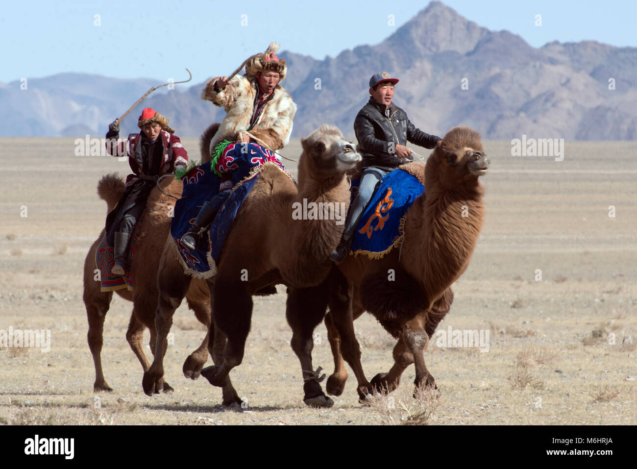 Camel Race High Resolution Stock Photography and Images - Alamy