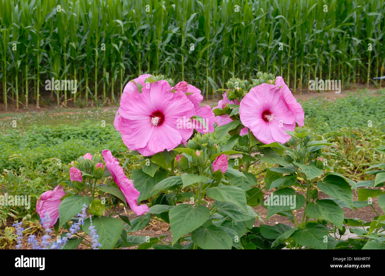 Corn field in back ground hi-res stock photography and images - Alamy