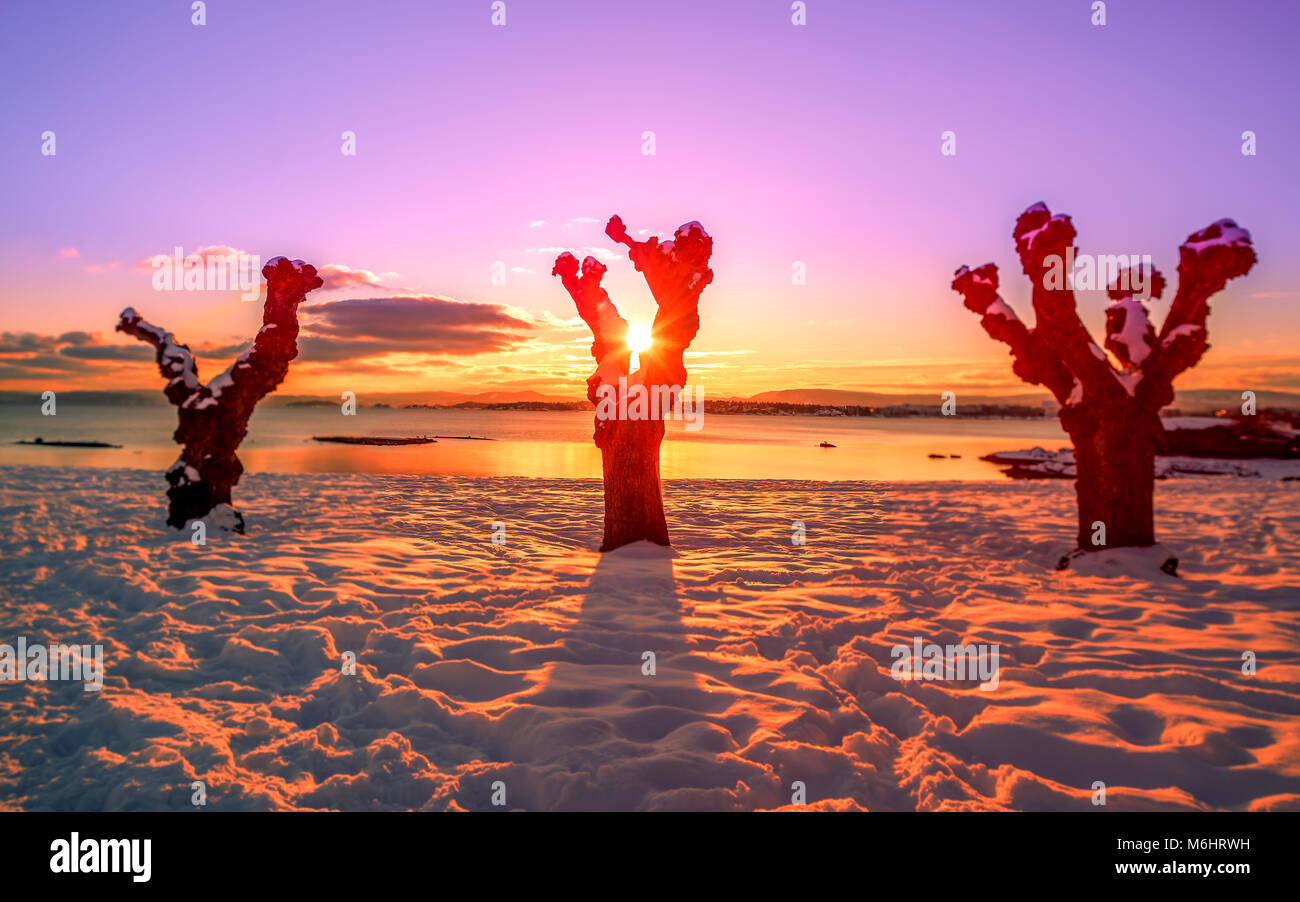 February norway sunset tree hi-res stock photography and images - Alamy
