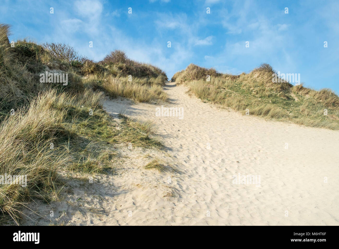 Grass species sand dunes hi-res stock photography and images - Alamy
