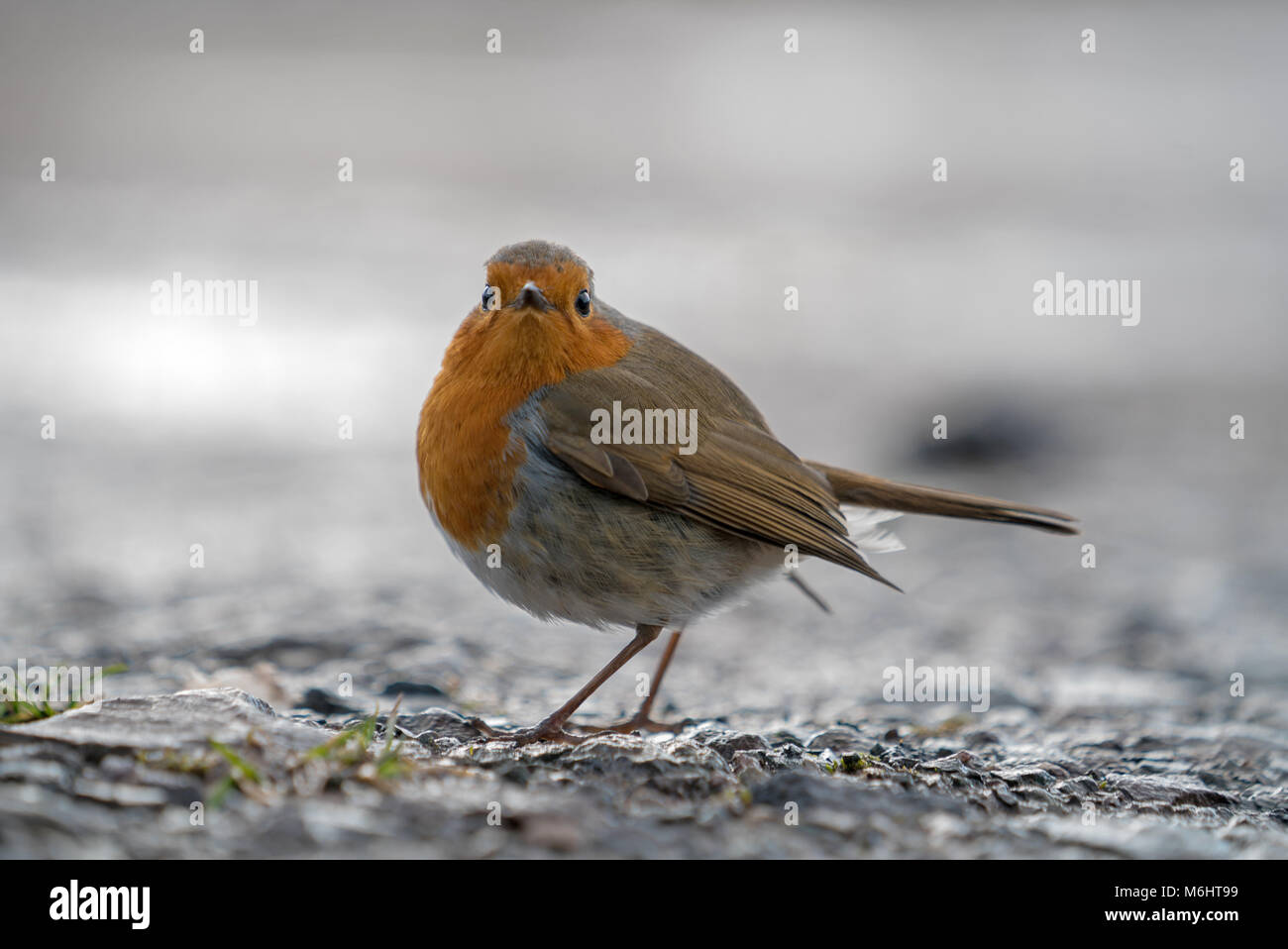 The European robin (Erithacus rubecula), robin redbreast, Erithacus ...