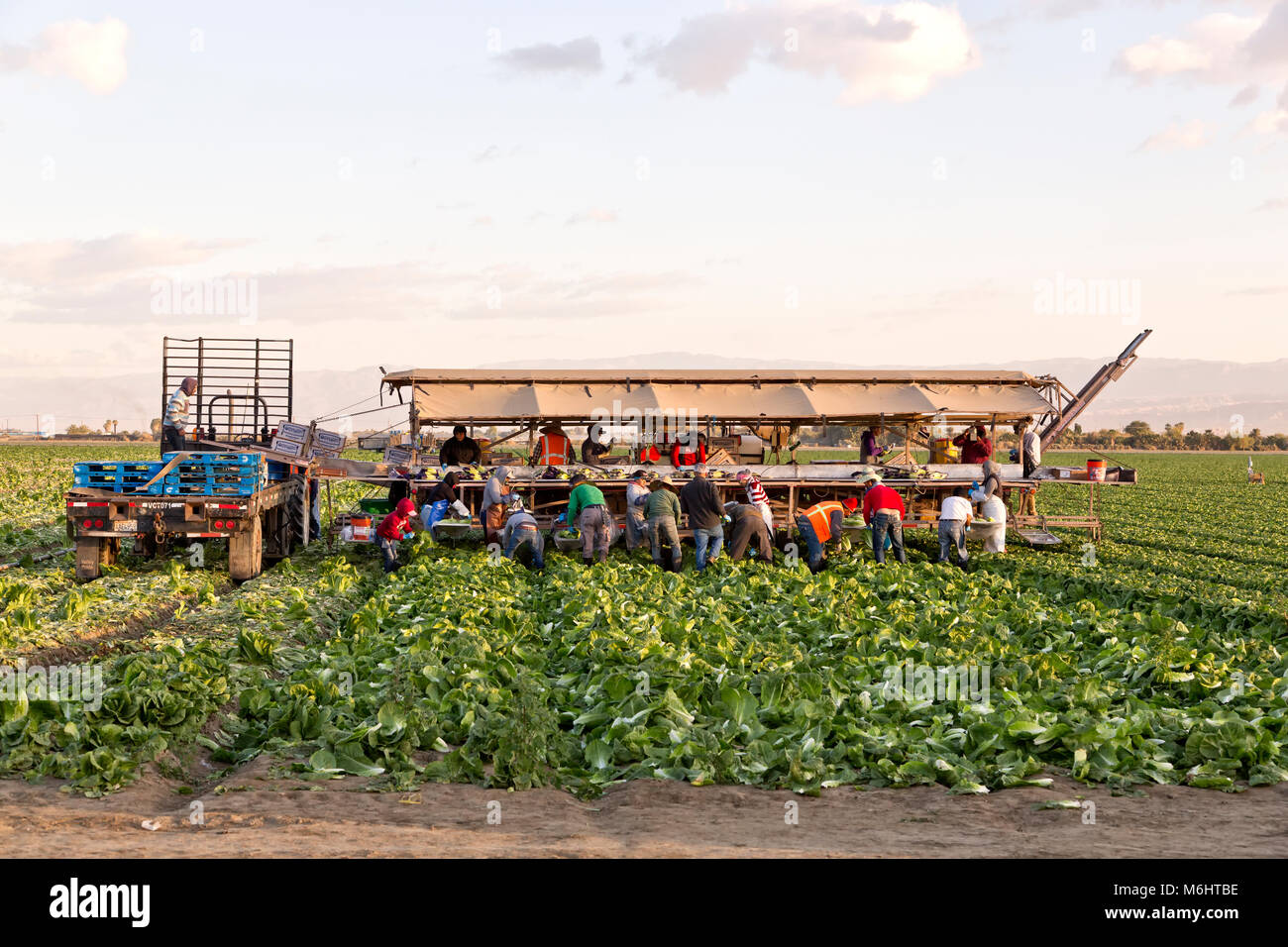 Romaine lettuce box hi-res stock photography and images - Alamy