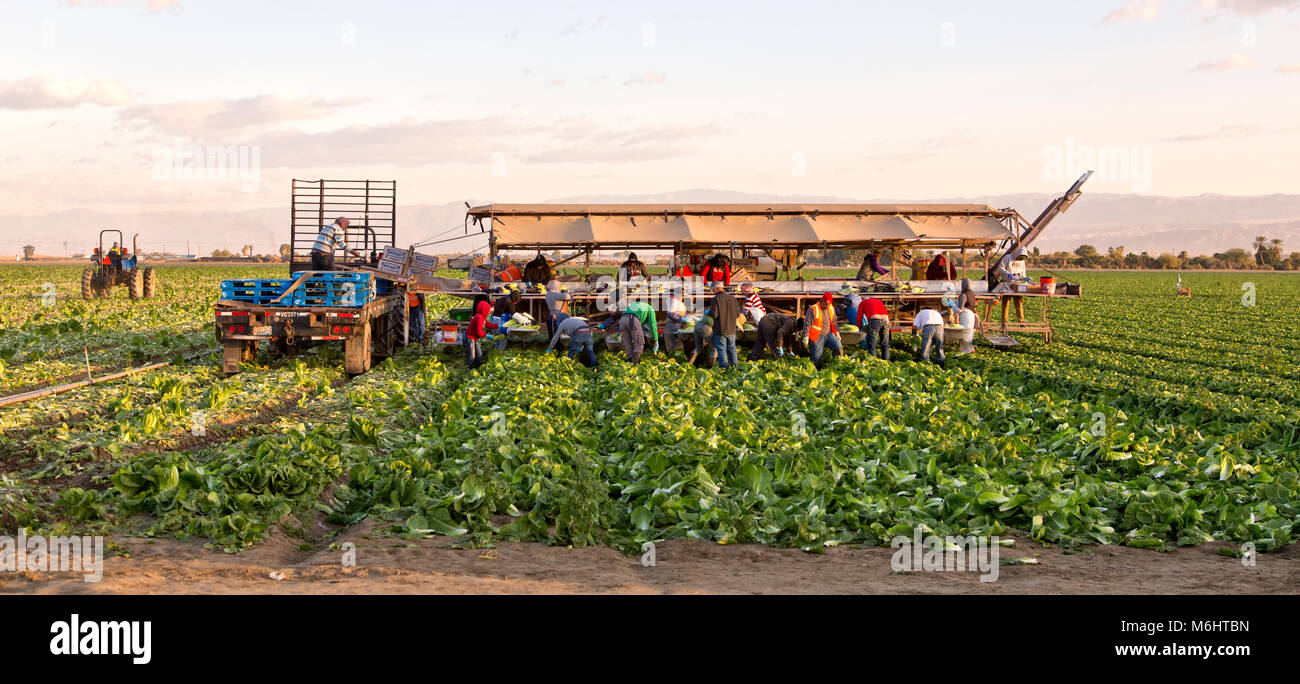 Field crew harvesting & packing 'Romaine' lettuce 'Lactuca sativa ...