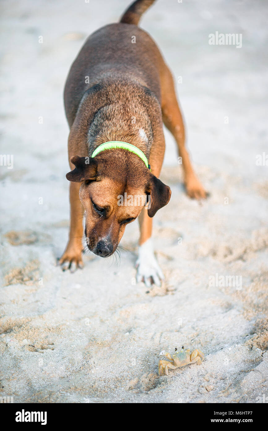 Dog playing with a small crab on the beach Stock Photo - Alamy