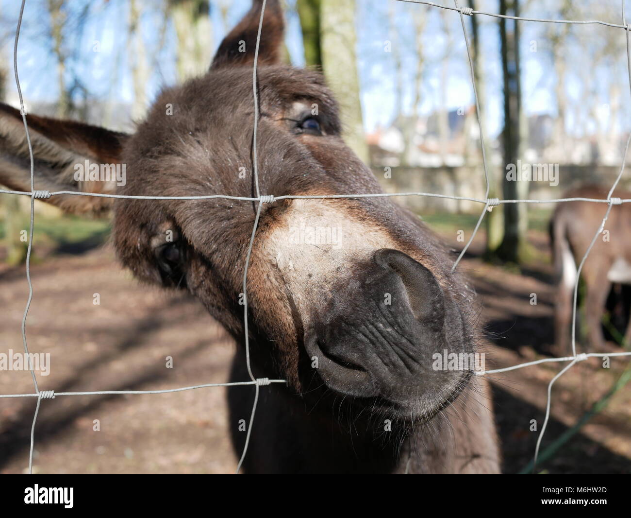 French donkey hi-res stock photography and images - Alamy