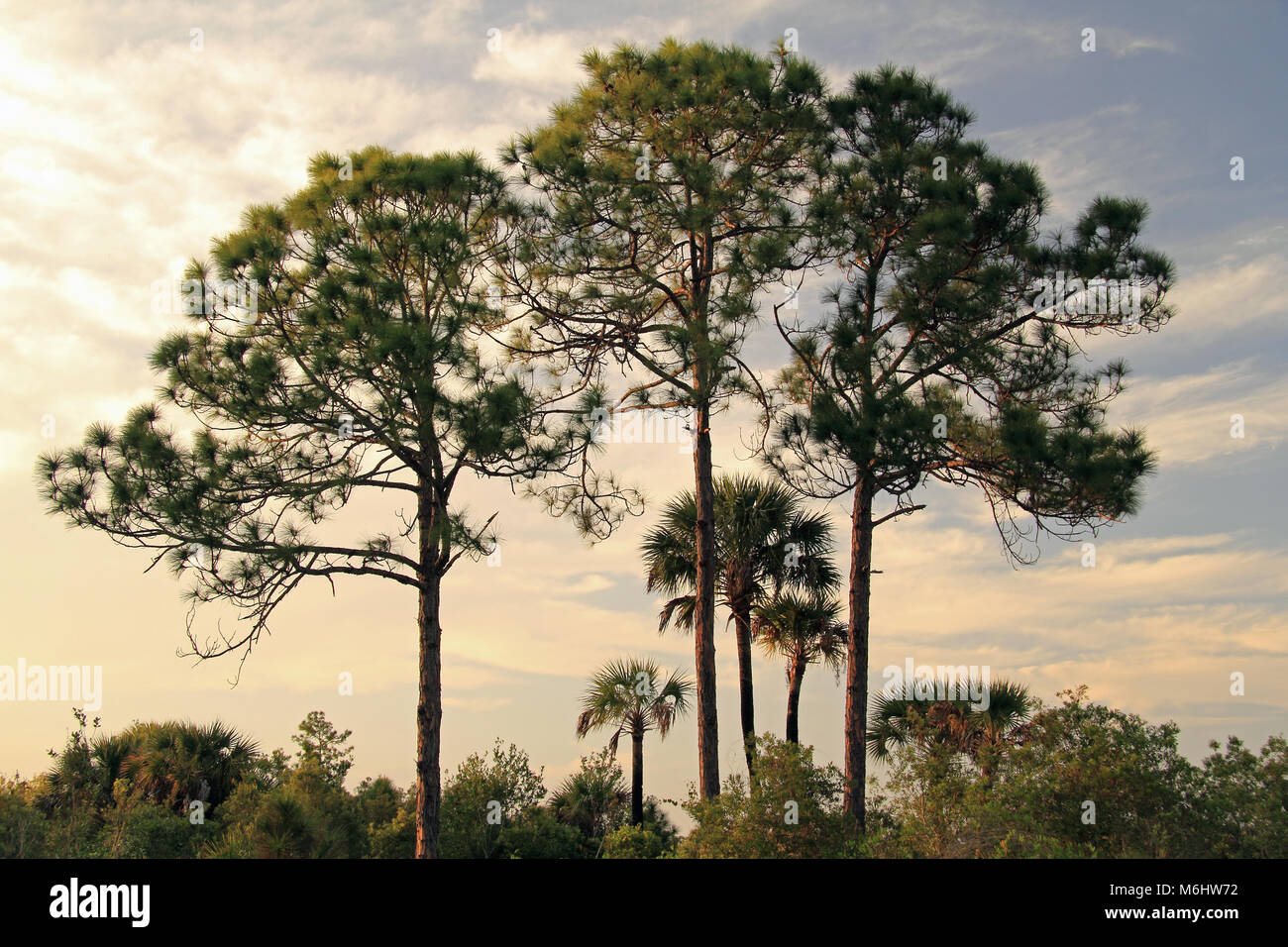 Scenic Subtropical Landscape in Big Cypress National Preserve in the ...