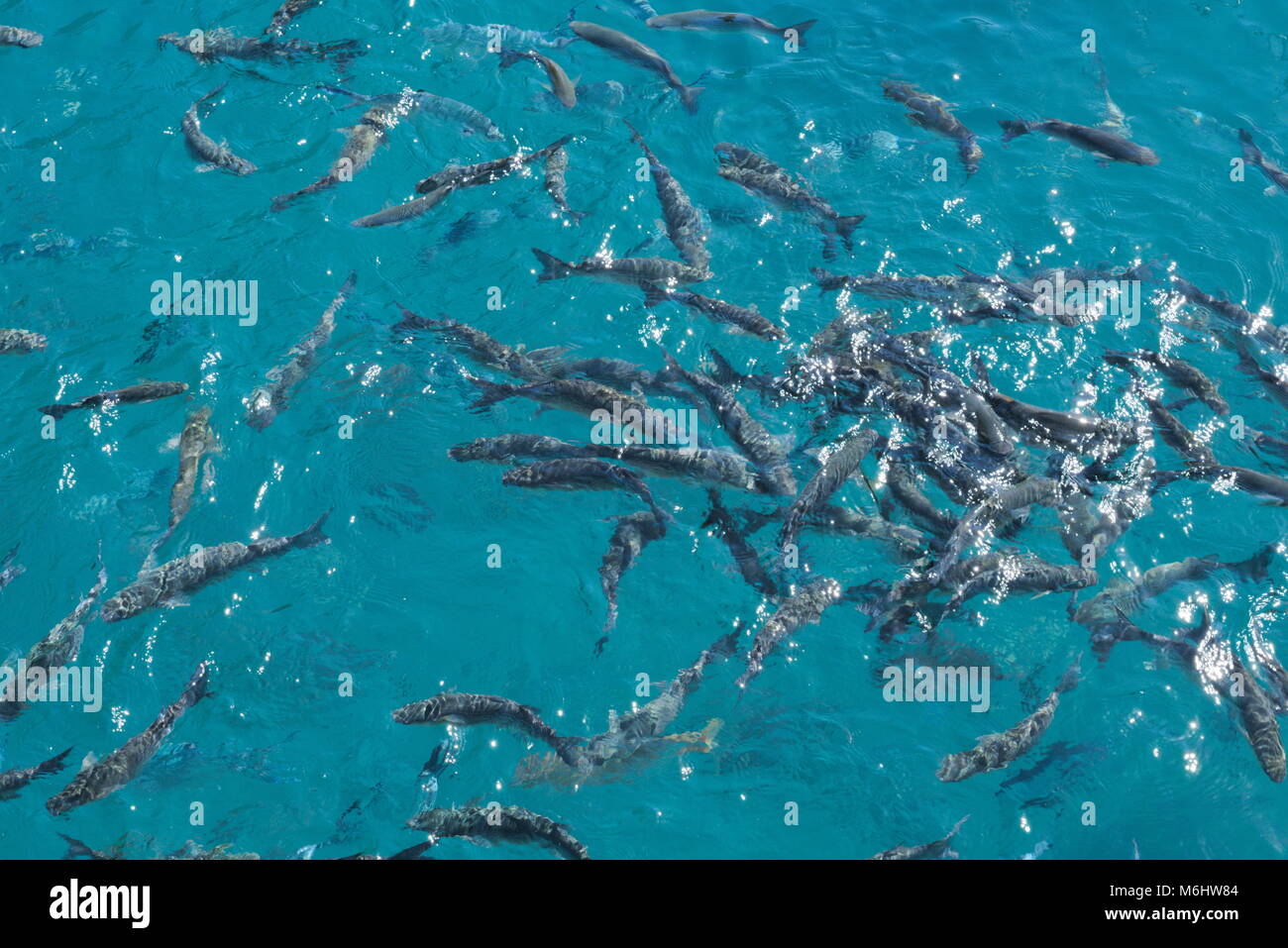 hundreds of big fishes swimming in the blue ocean Stock Photo - Alamy