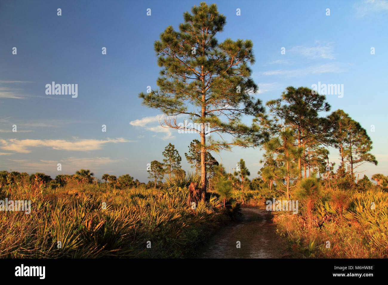 Scenic Subtropical Landscape in Big Cypress National Preserve in the ...