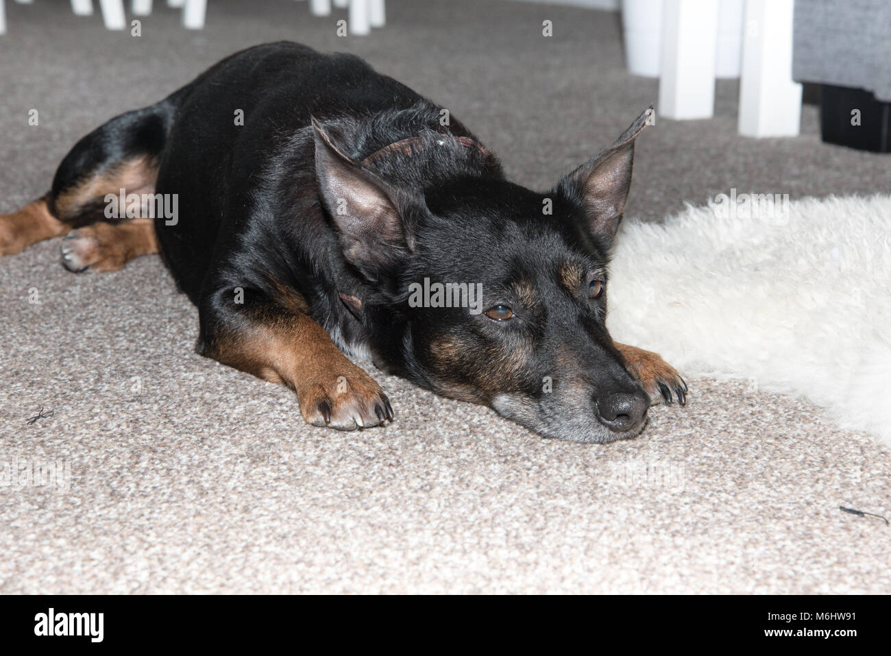Sleepy Dog Isolated Stock Photo - Alamy