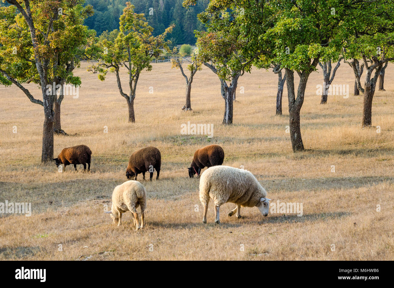 Domestic sheep, the Ruckle Farm, Ruckle Provincial Park, Salt spring ...