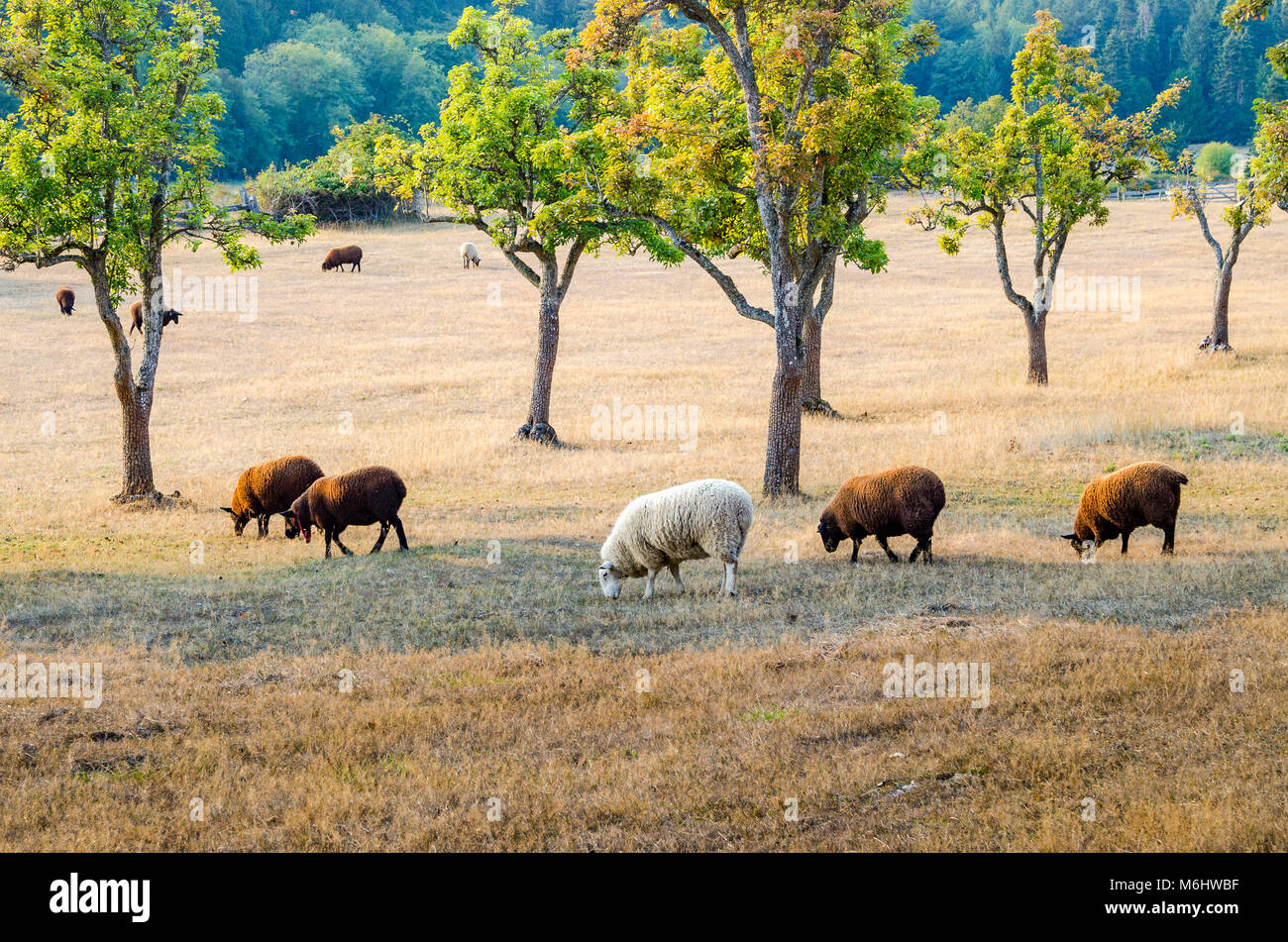 Ruckle provincial park hi-res stock photography and images - Alamy