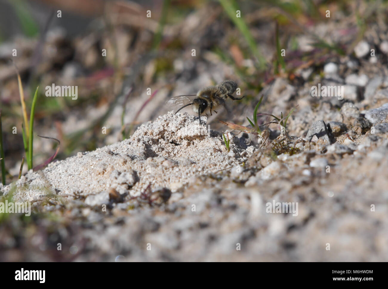 vernal bee next to the nest in the sand Stock Photo - Alamy
