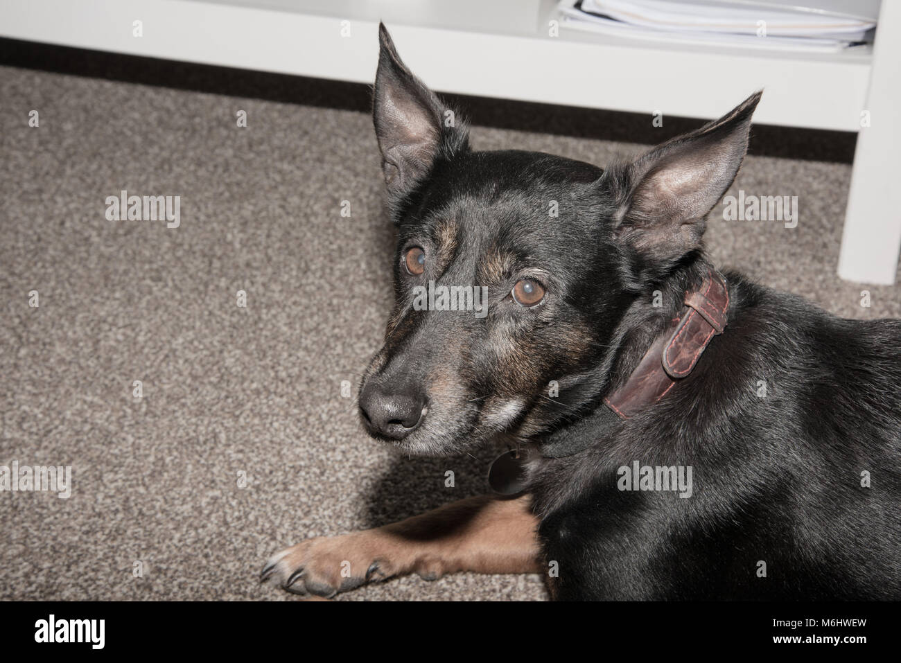 Sleepy Dog Isolated Stock Photo - Alamy