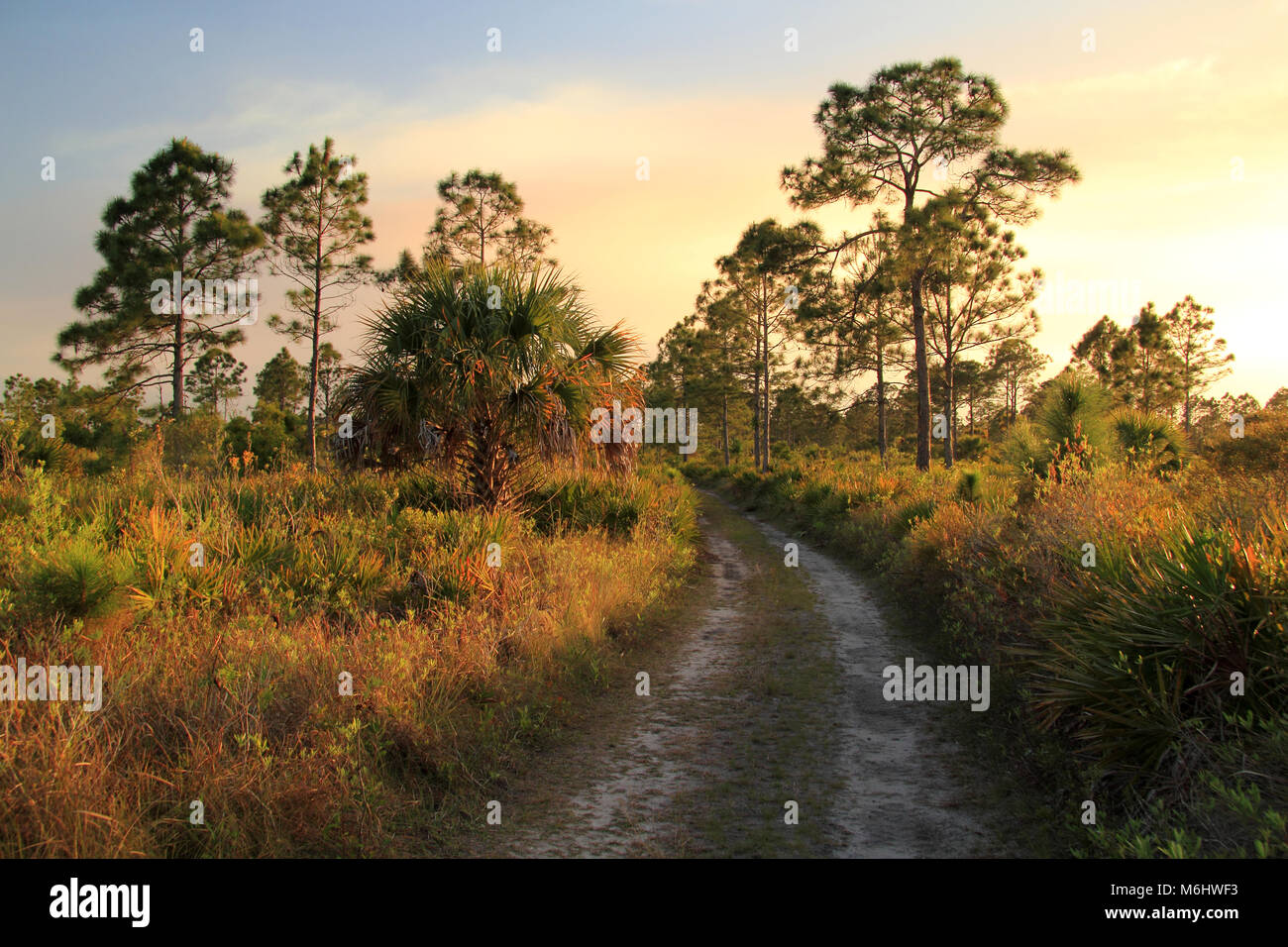 Scenic Subtropical Landscape in Big Cypress National Preserve in the ...