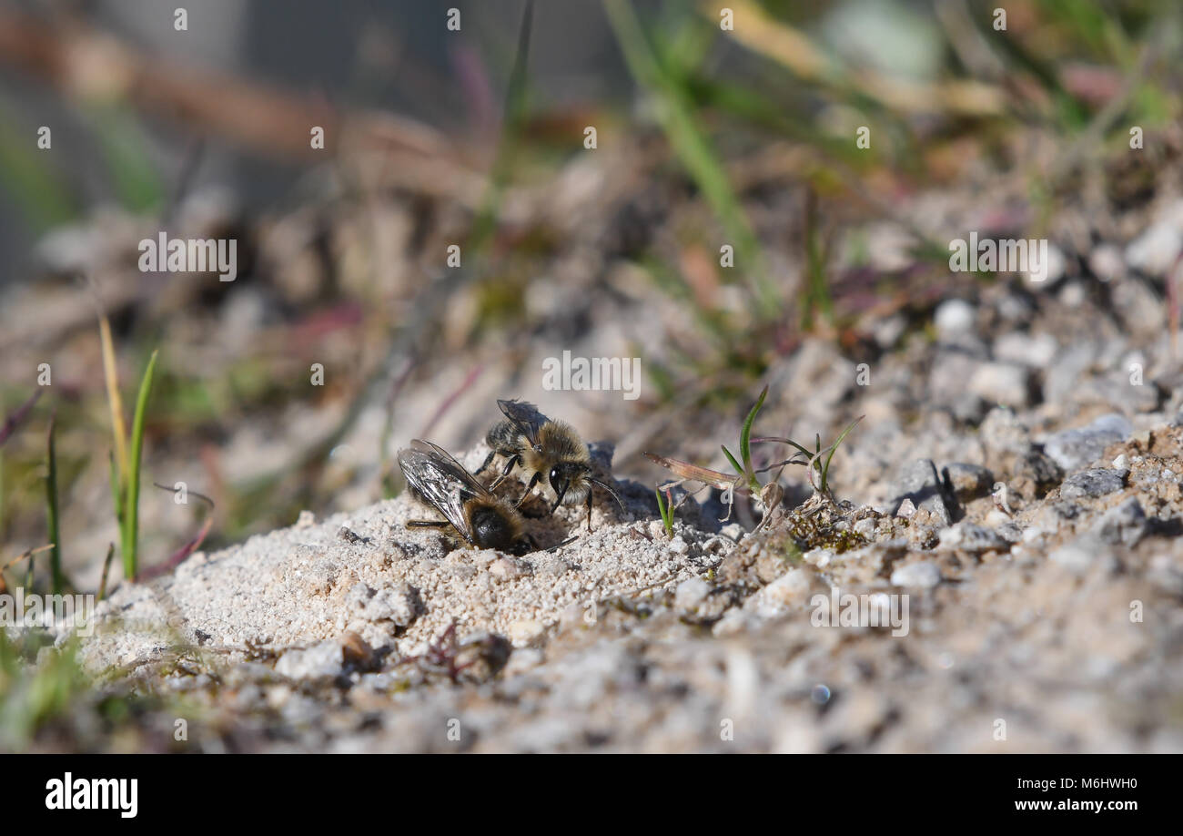 vernal bee next to the nest in the sand Stock Photo - Alamy