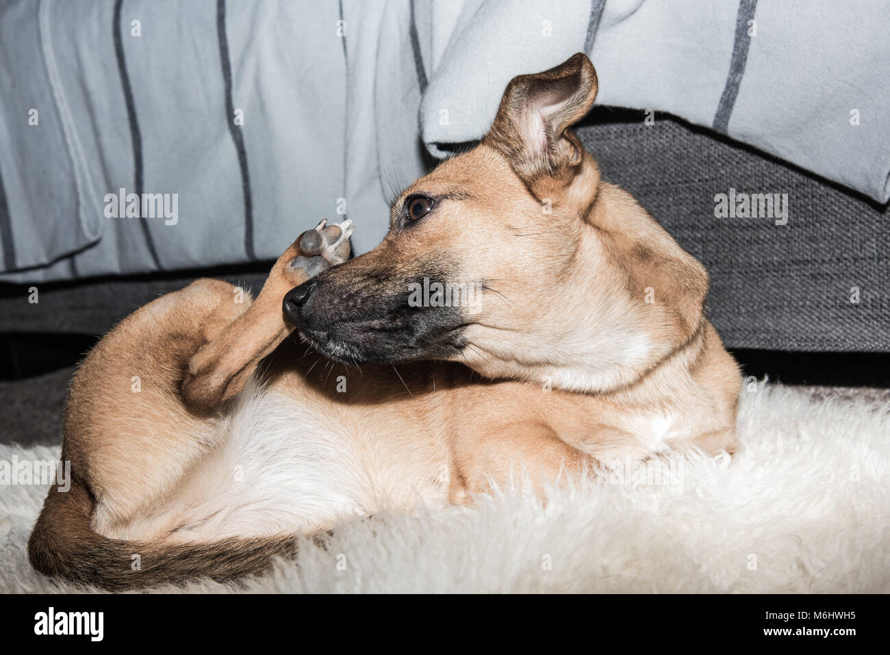 Sleepy Dog Isolated Stock Photo - Alamy