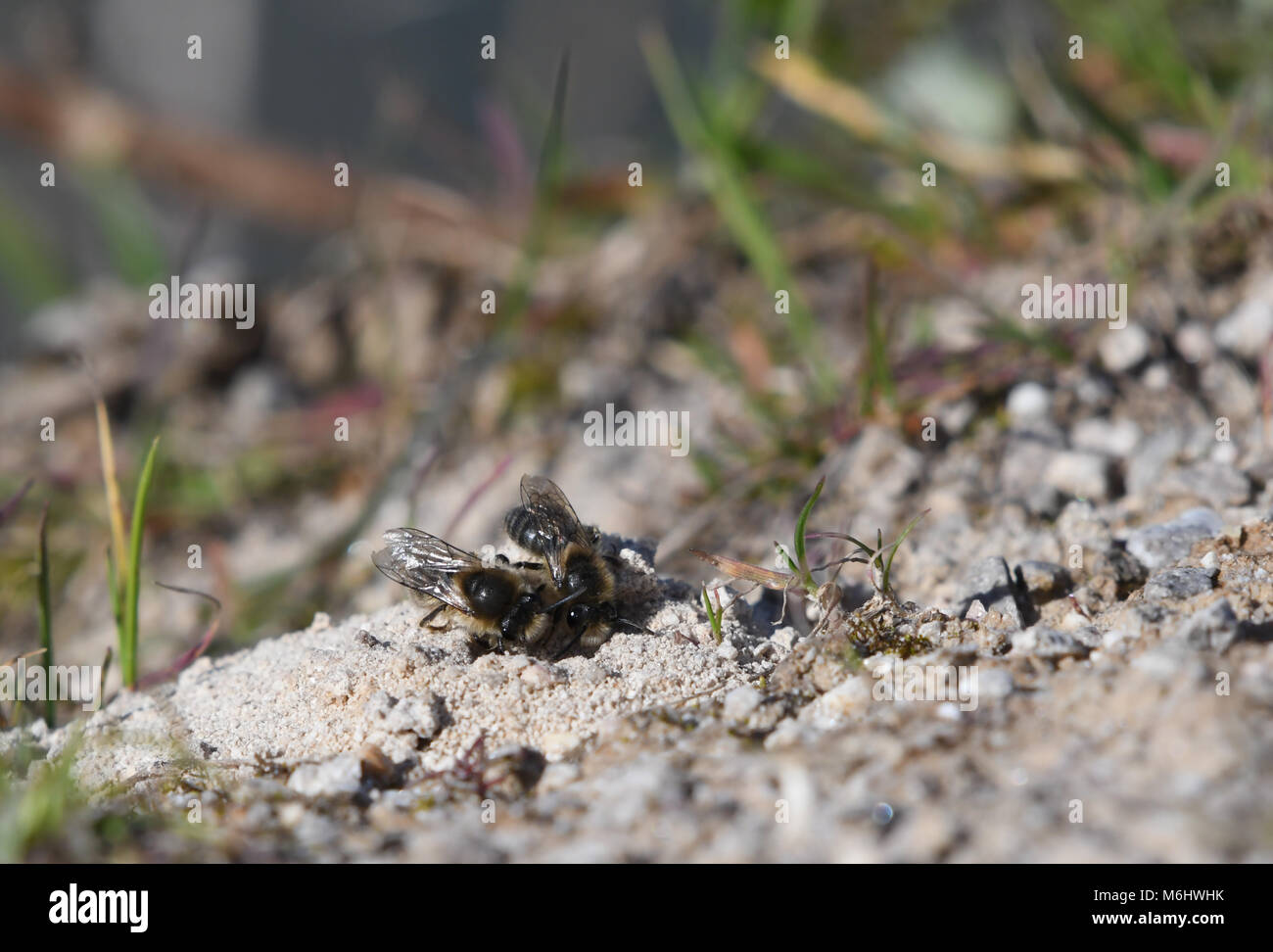 Vernal colletes hi-res stock photography and images - Alamy