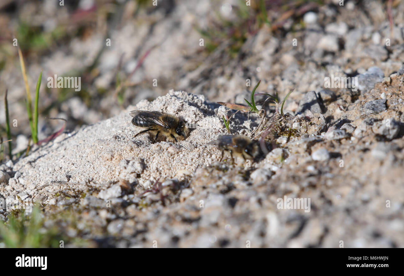 vernal bee next to the nest in the sand Stock Photo - Alamy