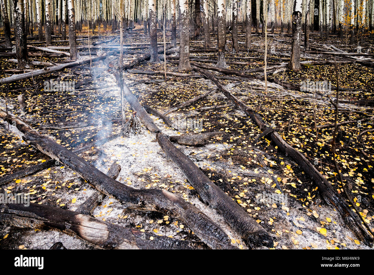 Prescribed burn hi-res stock photography and images - Alamy