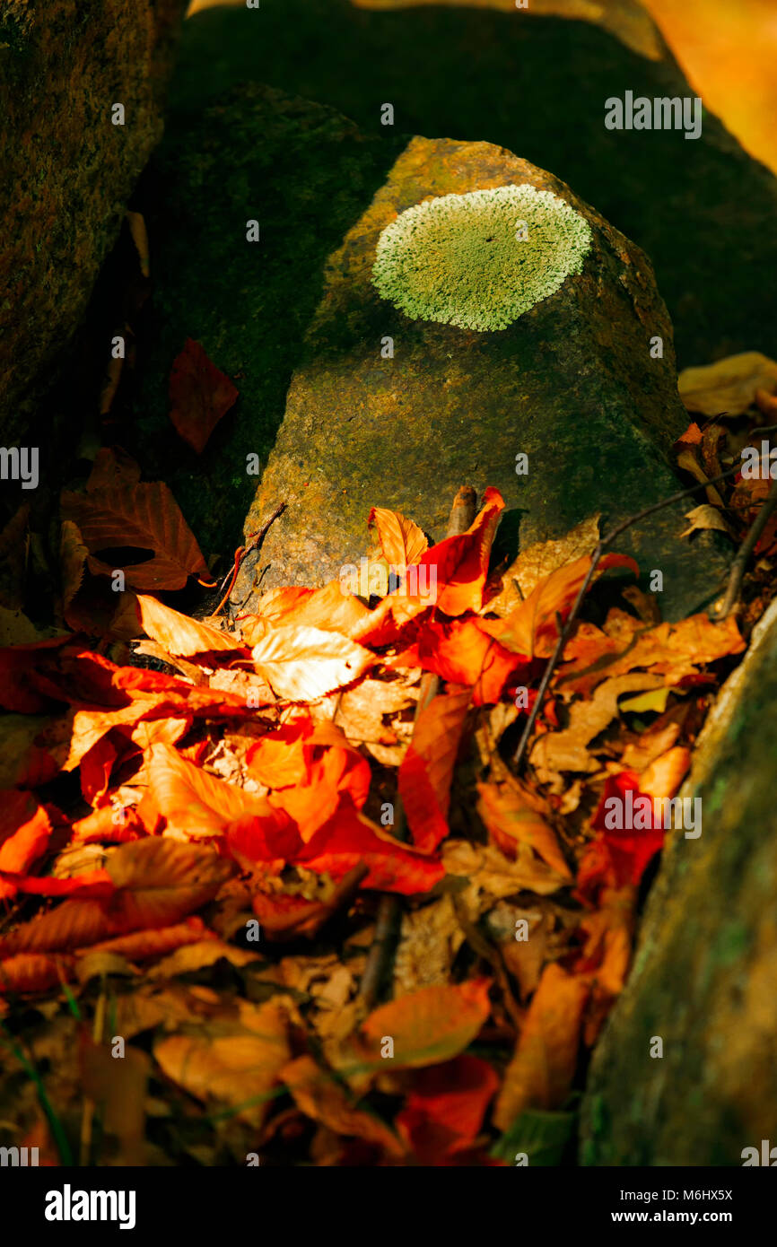 Fall leaf colors Stock Photo - Alamy