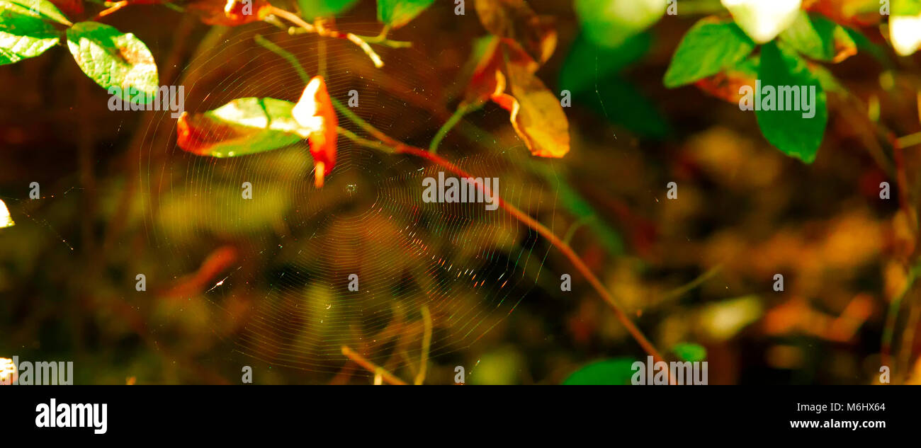 Fall leaf colors Stock Photo - Alamy